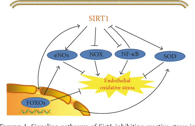 Figure 1 From Sirt1 Inhibits Oxidative Stress In Vascular Endothelial