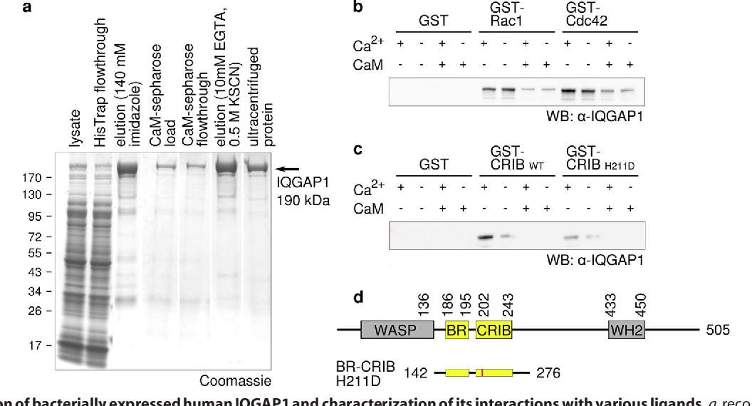 Figure 1 From The Iqgap1 Protein Is A Calmodulin Regulated Barbed End