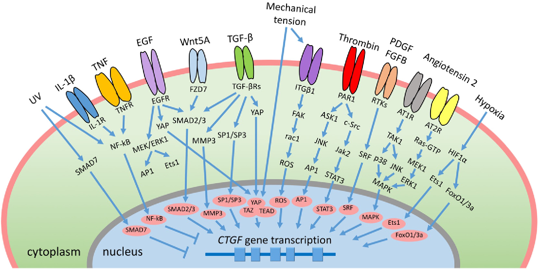 Figure 3 From Connective Tissue Growth Factor Ctgf From Basics To