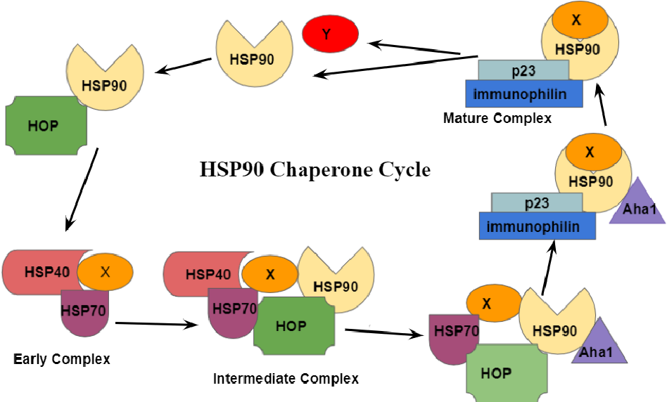 Figure 1 From Role Of Hsp90 In Cancer Semantic Scholar