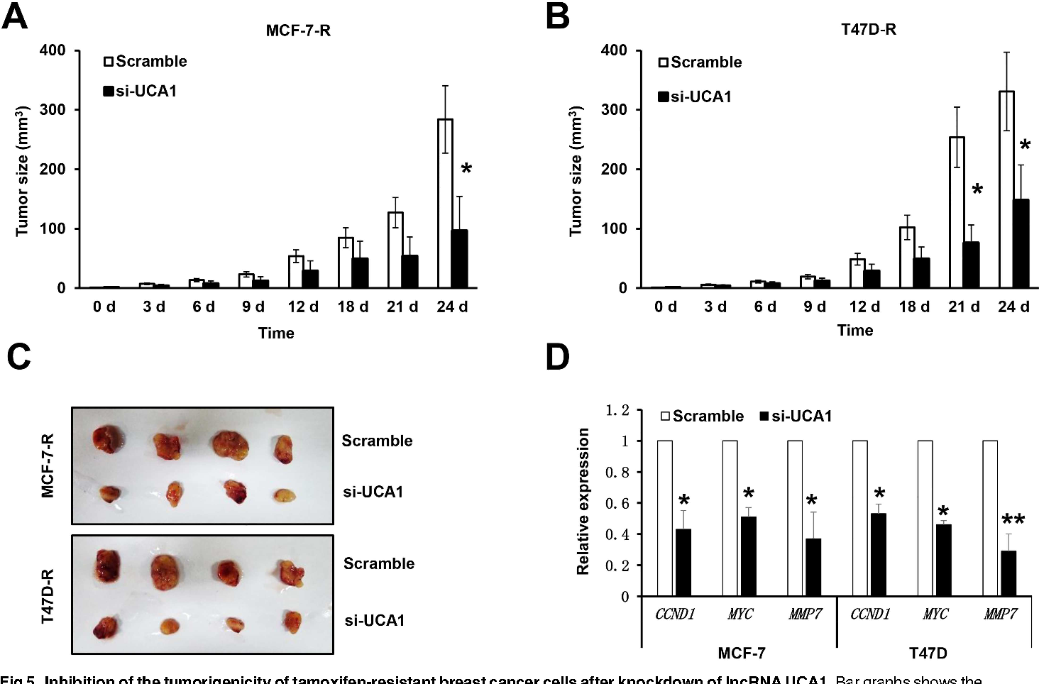 Figure 1 From Knockdown Of Long Non Coding Rna Uca1 Increases The