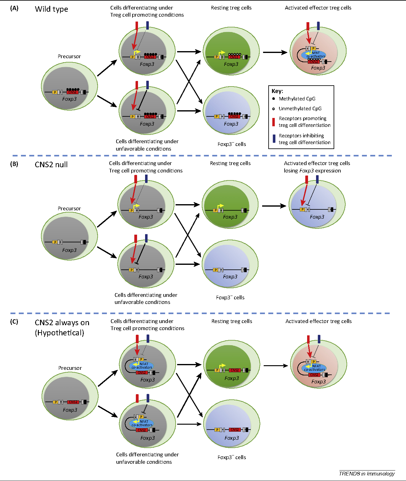 Regulatory T Cells