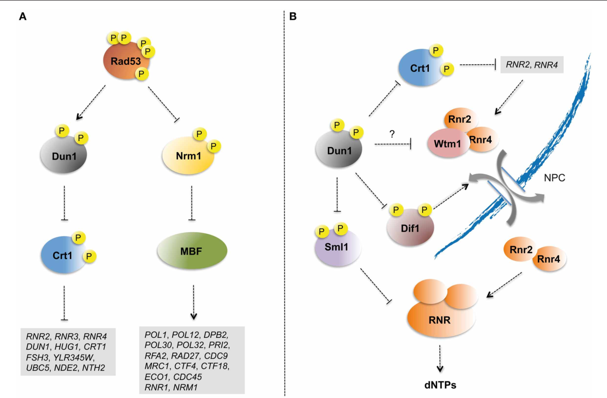 Figure 2 From The Dna Damage Checkpoint Response To Replication Stress