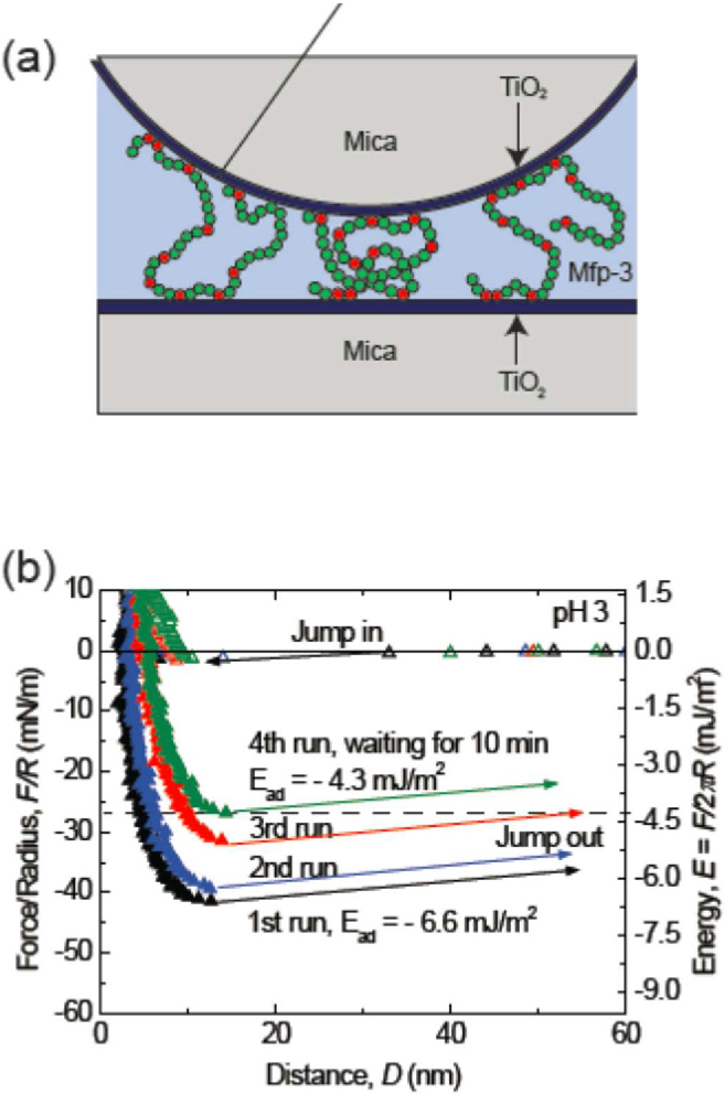 Adhesion Of Mussel Foot Protein 3 To Tio2 Surfaces The Effect Of Ph