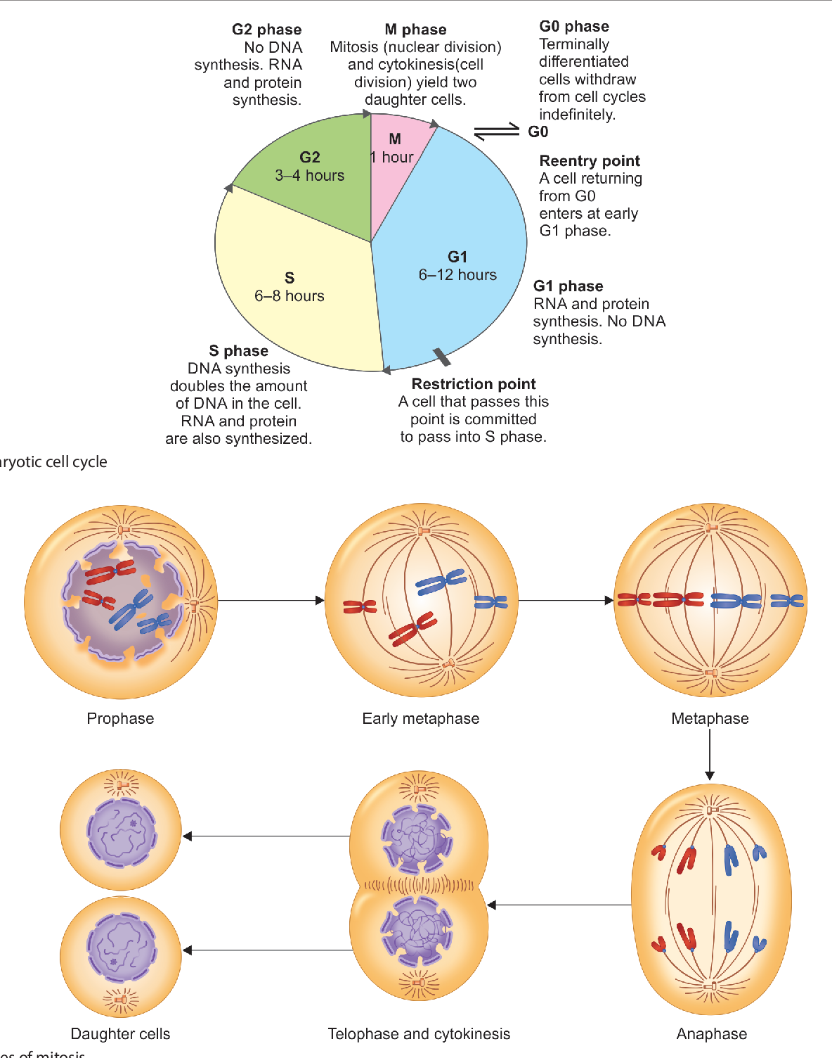 Figure 1 From A Review On Cell Cycle Checkpoints In Relation To Cancer