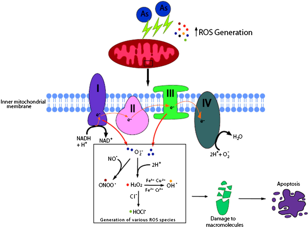 Arsenic Induced Oxidative Stress And Its Reversibility Semantic Scholar