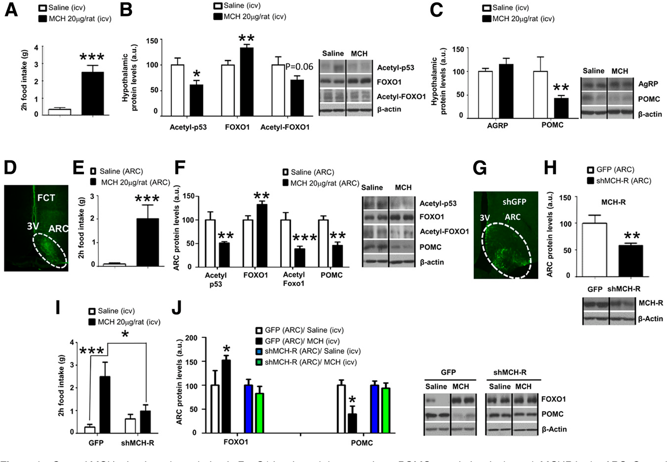 Pdf Mch Regulates Sirt1foxo1 And Reduces Pomc Neuronal Activity To