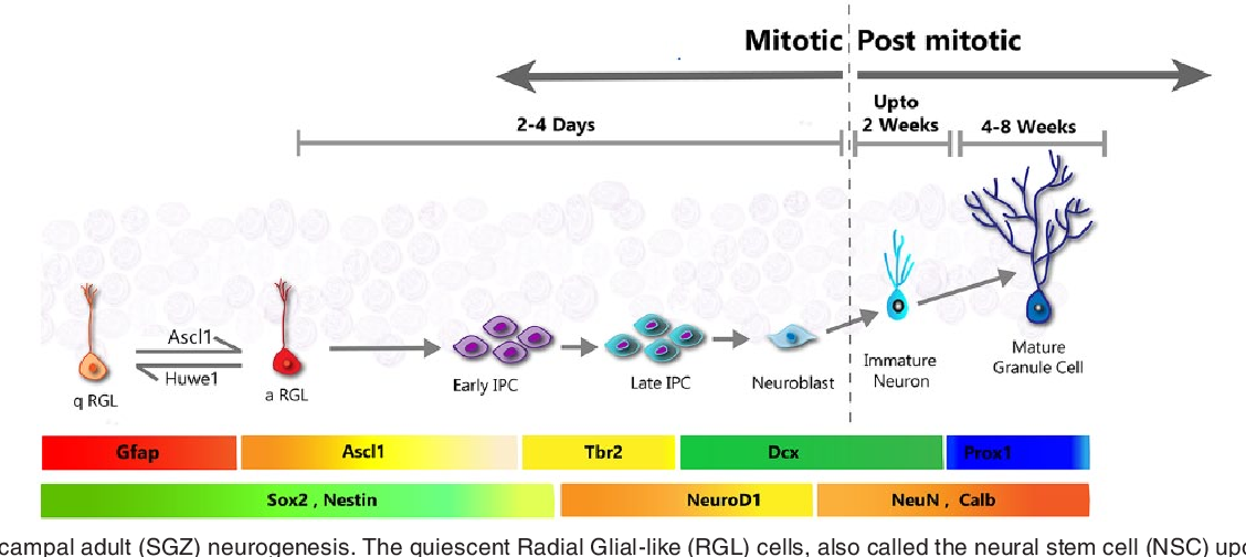 Figure 2 From Adult Neurogenesis And The Promise Of Adult Neural Stem