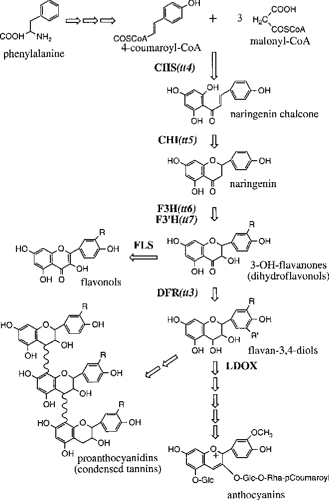 Figure 1 From Interactions Among Enzymes Of The Arabidopsis Flavonoid