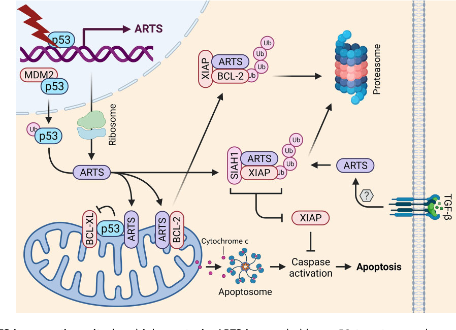 Figure 1 From The Arts Of P53 Dependent Mitochondrial Apoptosis