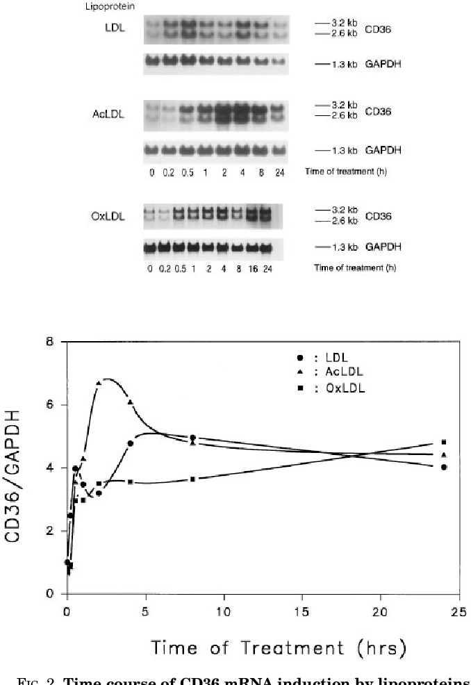 Figure 1 From Native And Modified Low Density Lipoproteins Increase The