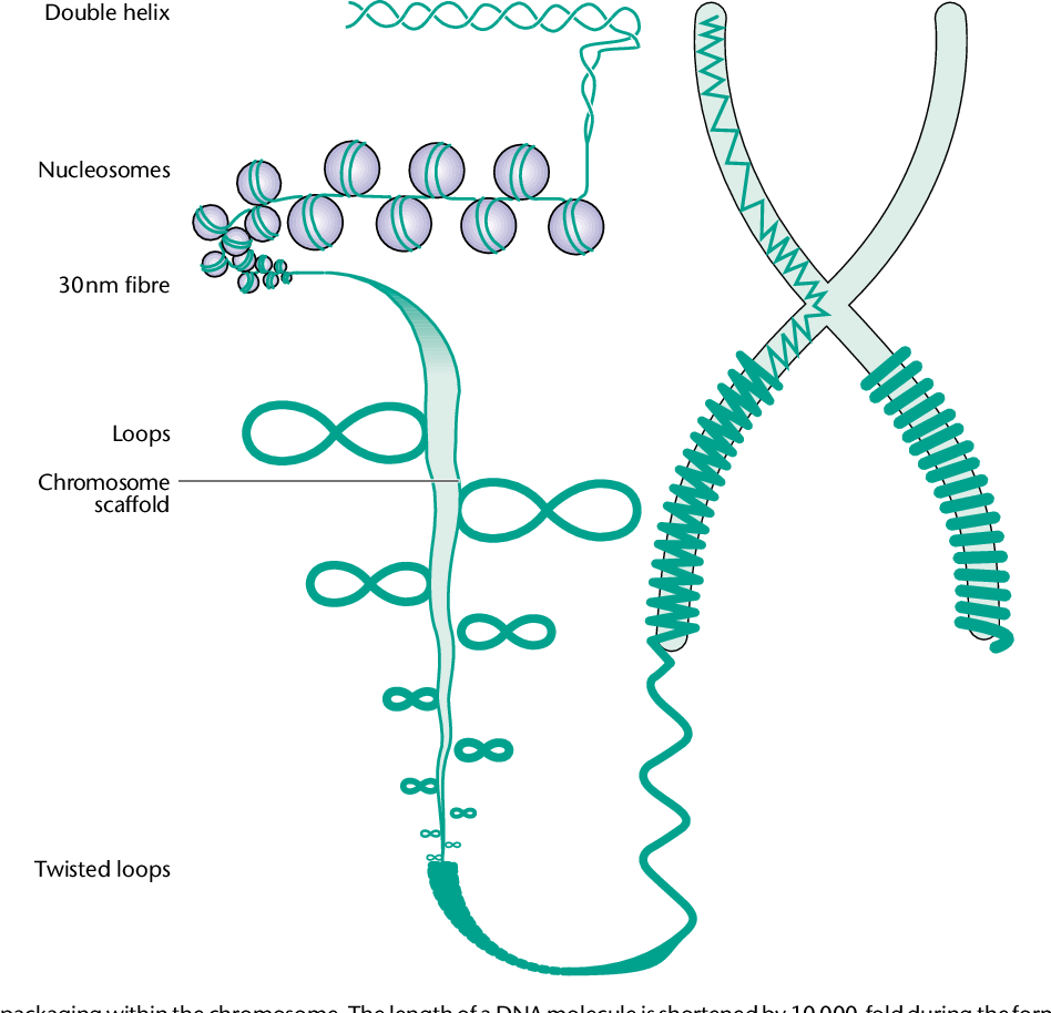 Eukaryotic Chromosome