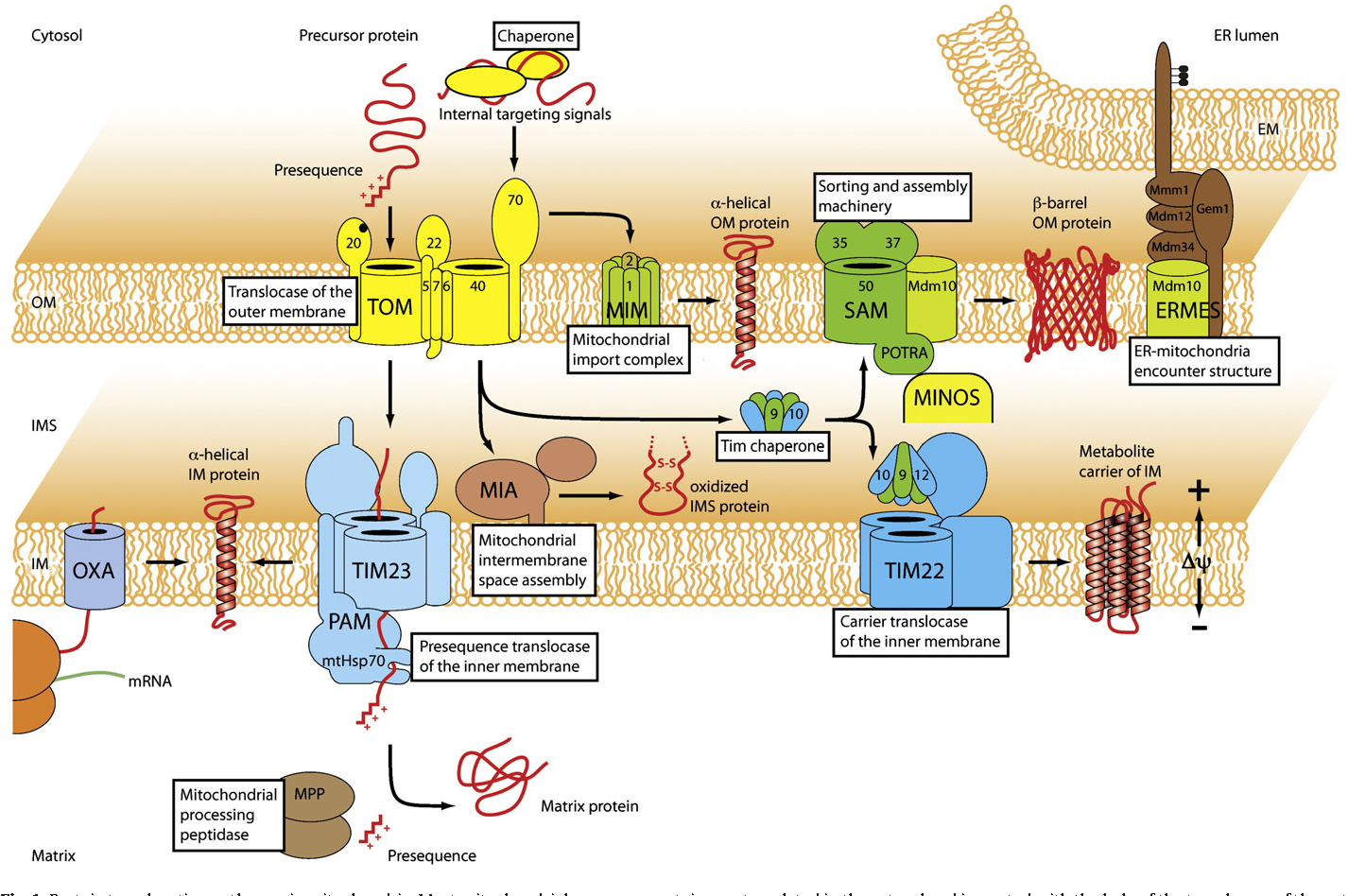 Figure 1 From The Mitochondrial Protein Import Machinery Has Multiple