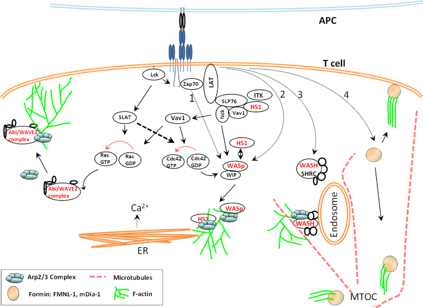 Figure 2 From T Cell Antigen Receptor Activation And Actin Cytoskeleton