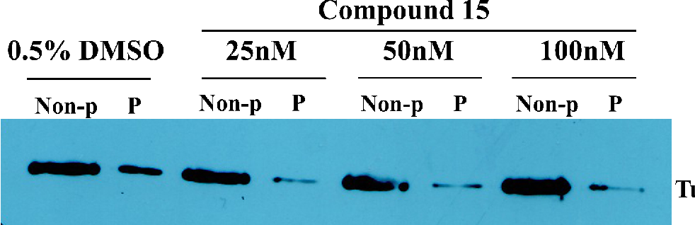 Figure 1 From Synthesis And Biological Evaluation Of Selective Tubulin