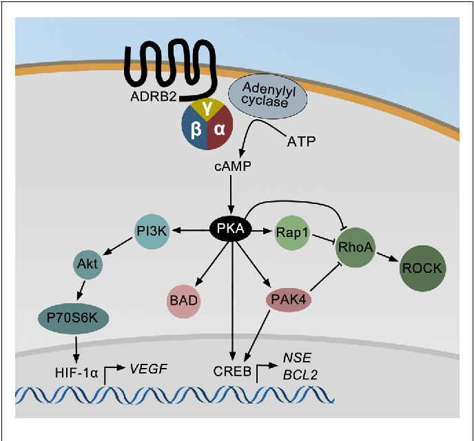 Adrenergic Receptor Signaling Pathway