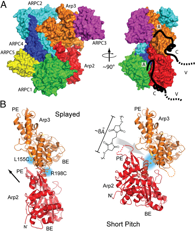 Arp23 Complex Mediated Actin Nucleation Semantic Scholar