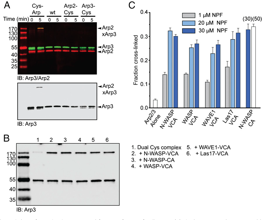 Arp23 Complex Mediated Actin Nucleation Semantic Scholar