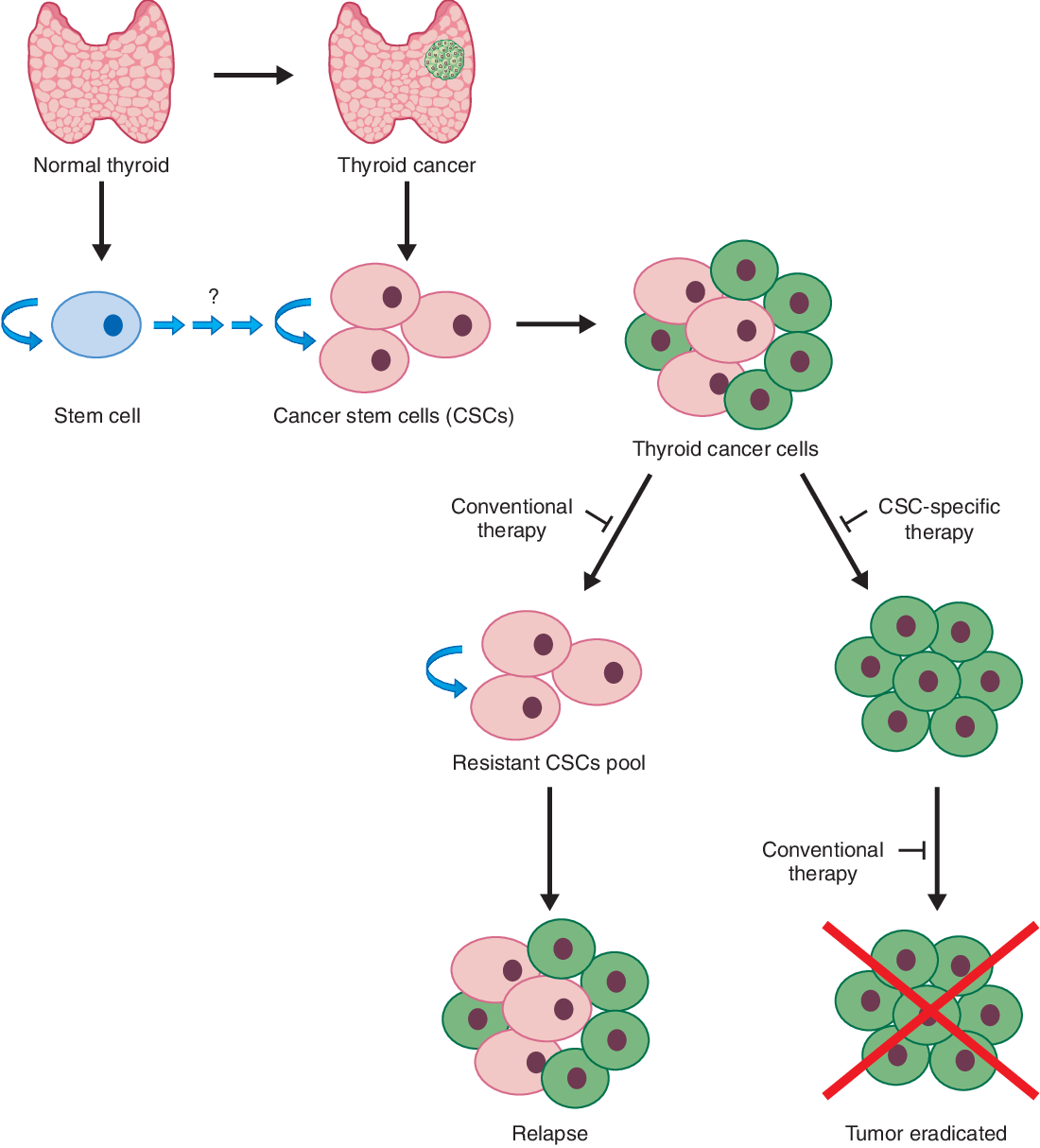 Figure 1 From Cancer Stem Like Cells And Thyroid Cancer Semantic Scholar