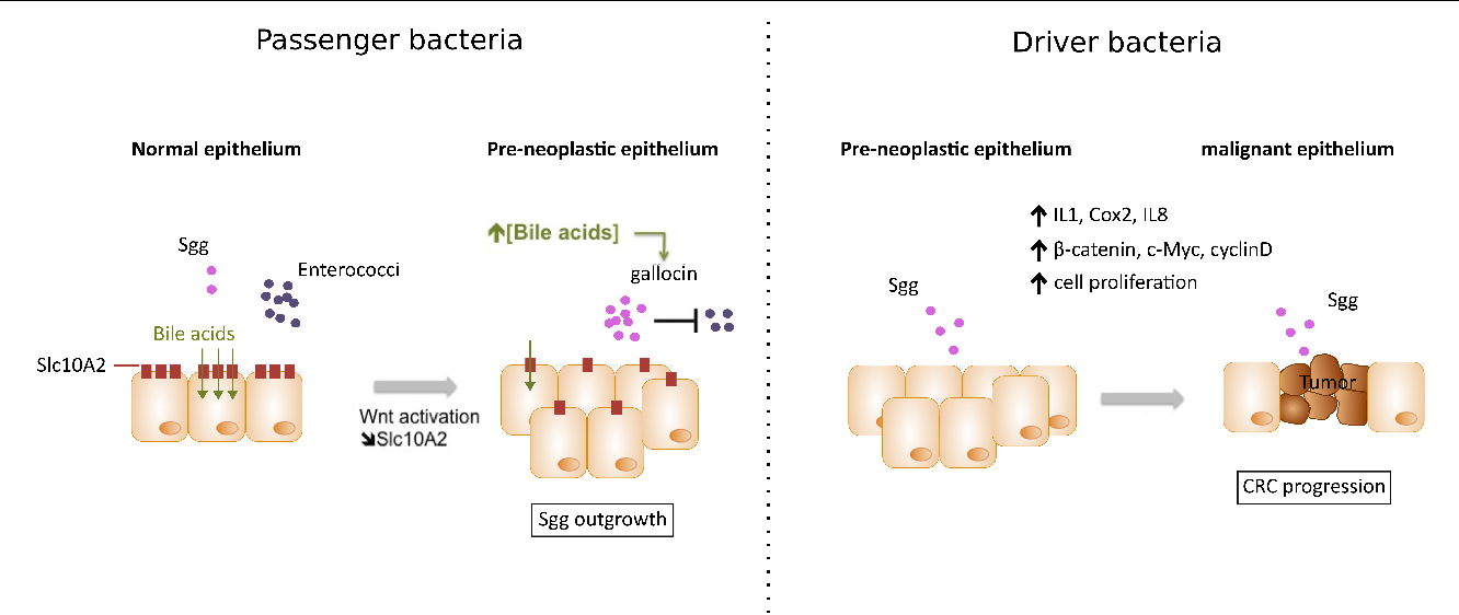 Significance Of Streptococcus Gallolyticus Subsp Gallolyticus