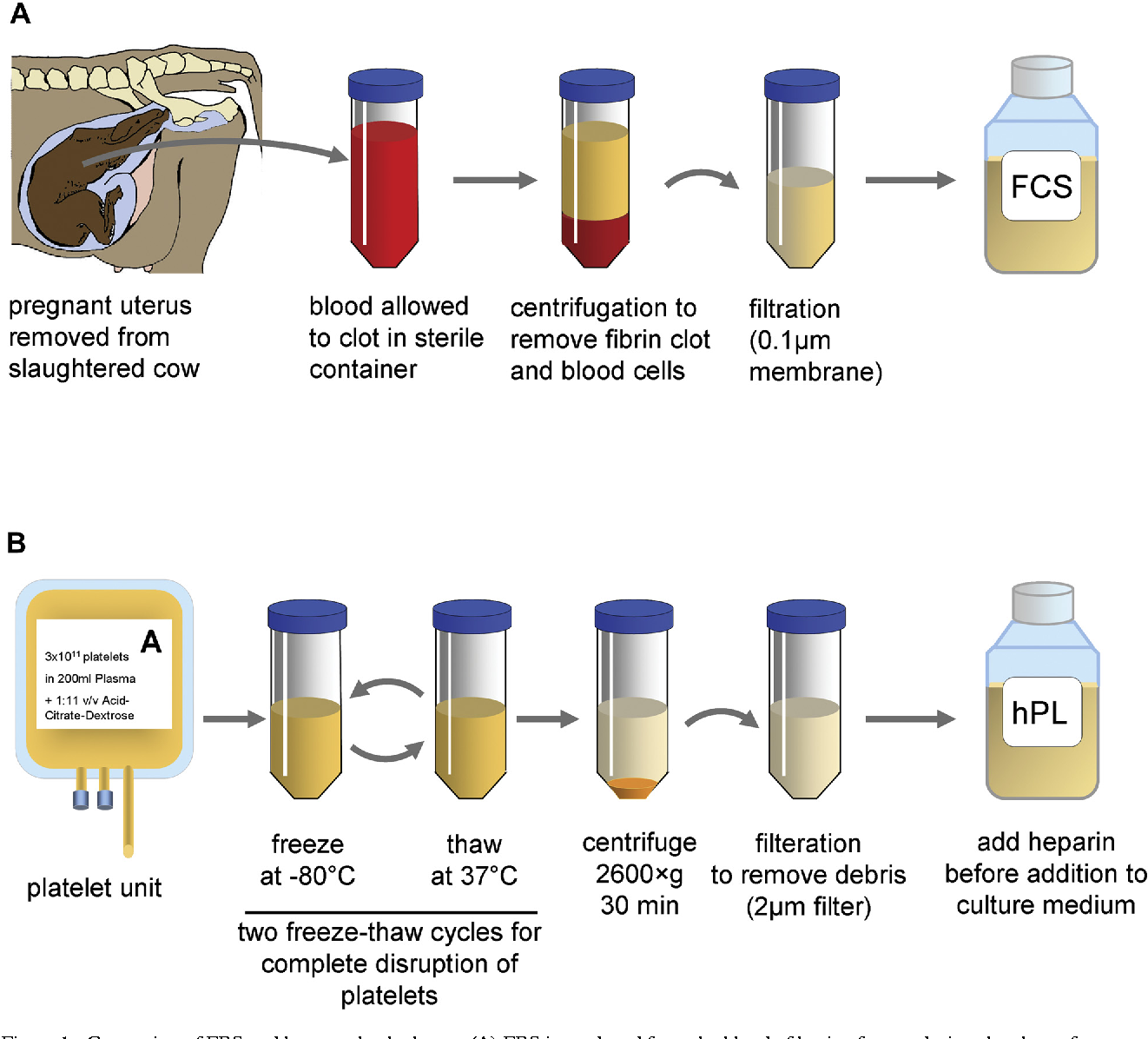 Evaluation Of Human Platelet Lysate Versus Fetal Bovine Serum For