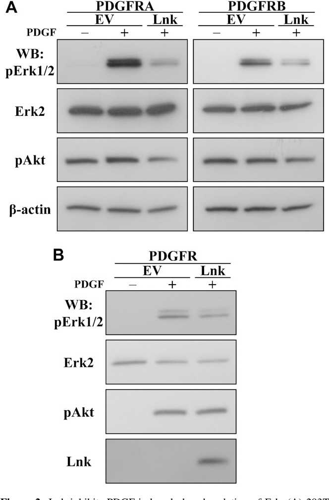 Fip1l1pdgfra Fusion Gene Semantic Scholar