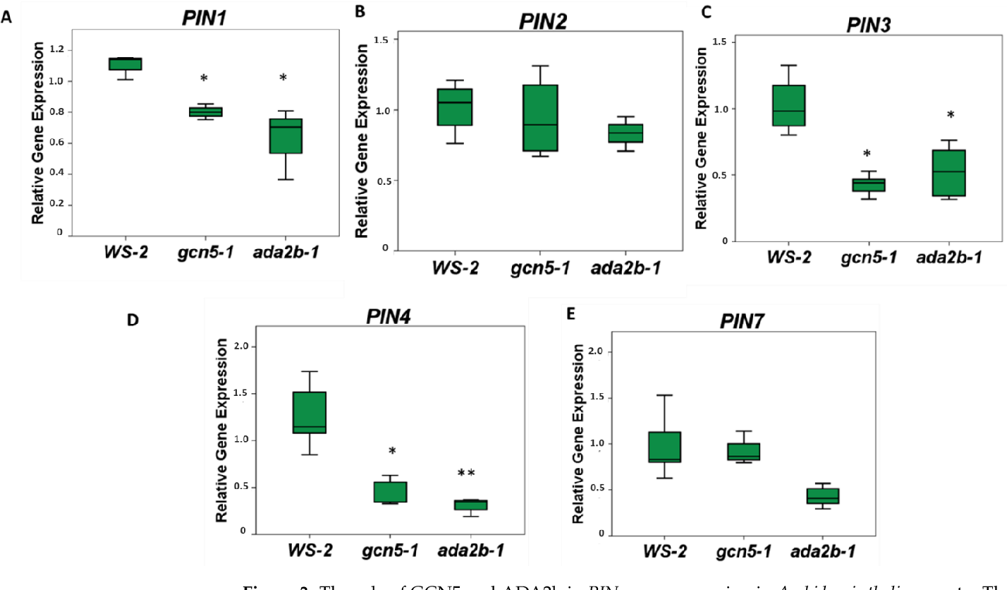 Figure 1 From Histone Acetyltransferase Gcn5 Affects Auxin Transport