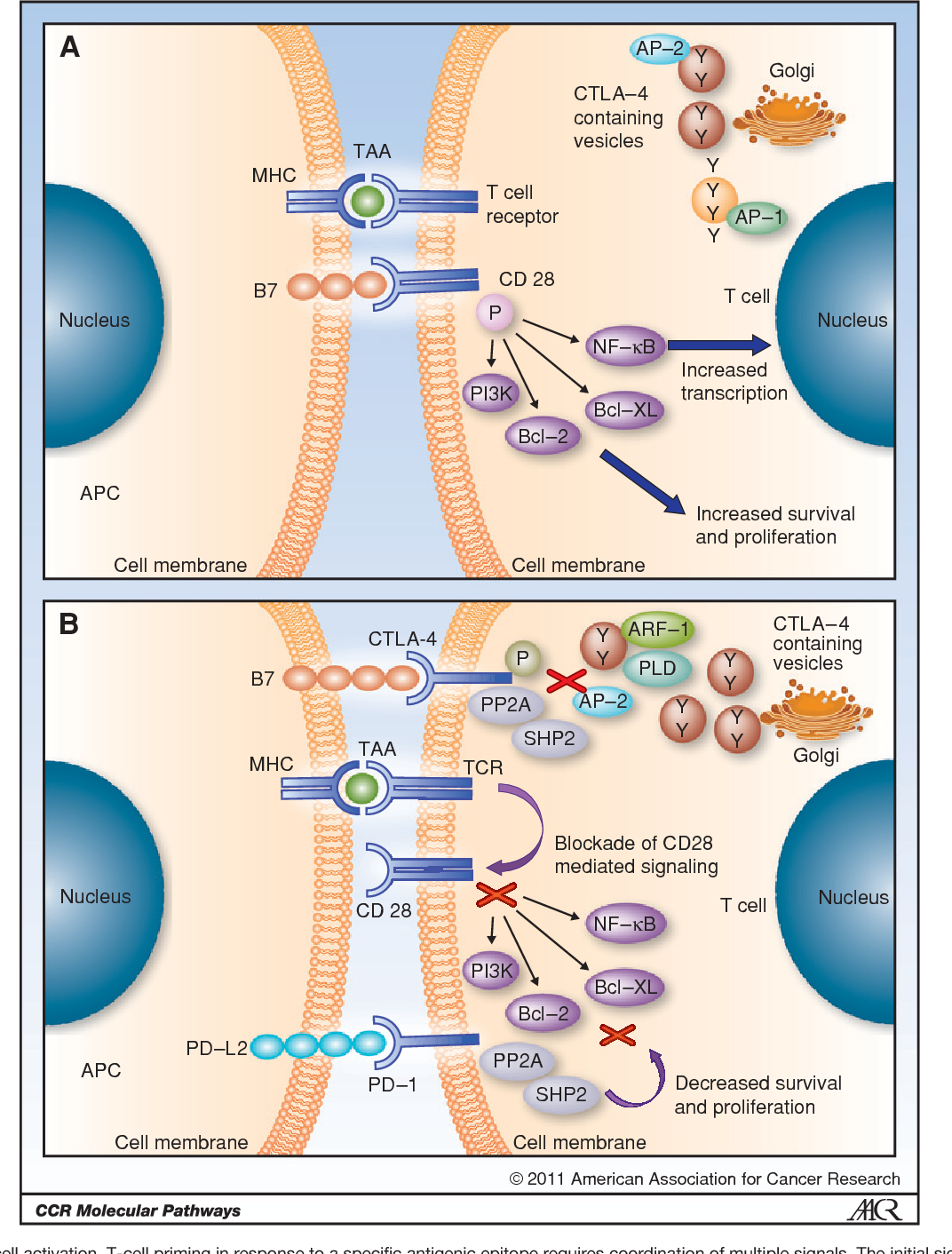 Cytotoxic T Cells Cancer