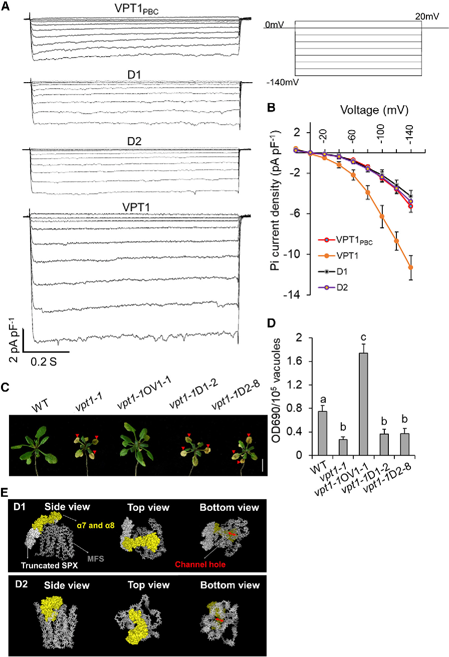 Figure 5 From A Spx Domain Vacuolar Transporter Links Phosphate Sensing