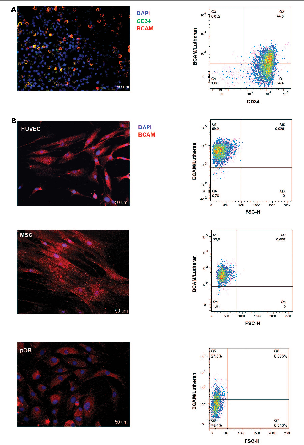 Figure 1 From The Laminin Receptors Basal Cell Adhesion Molecule