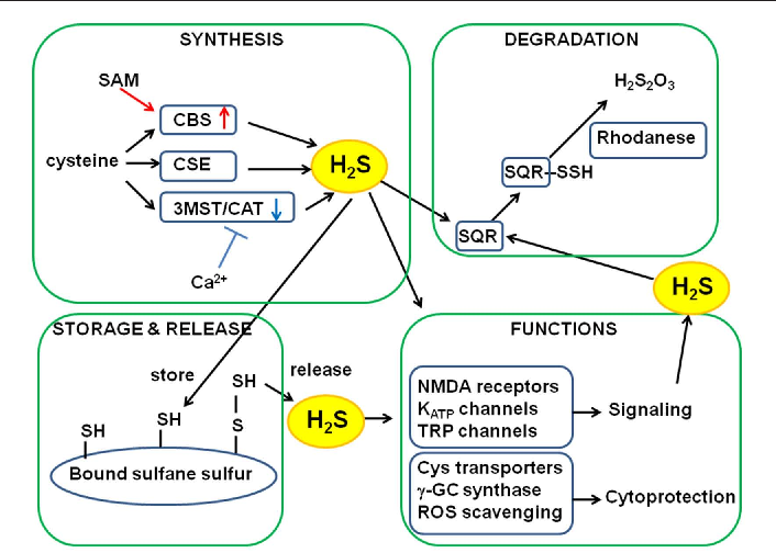 Figure 1 From Metabolic Turnover Of Hydrogen Sulfide Semantic Scholar