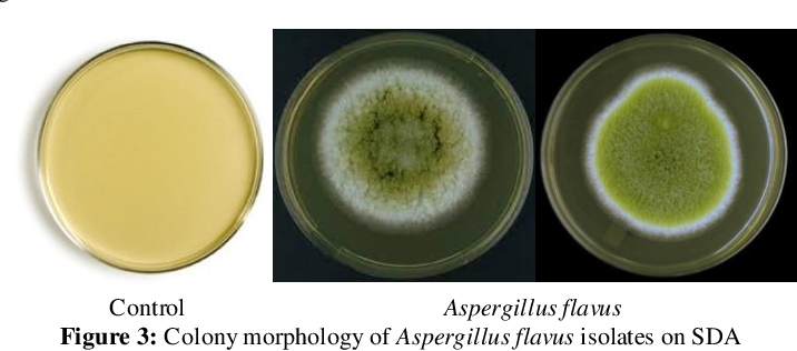 Aspergillus Flavus Morphology