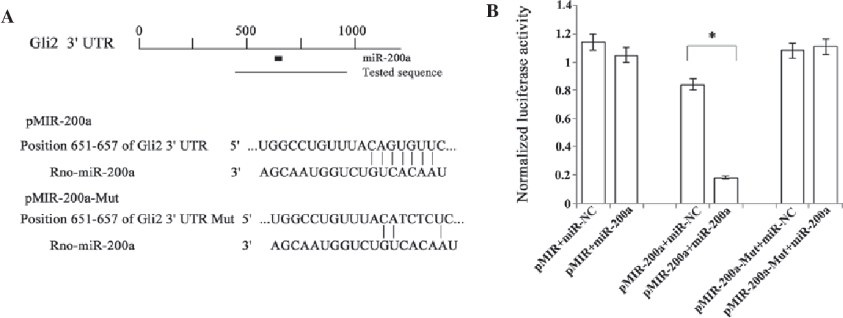 Figure 3 From Microrna‑200a Suppresses Epithelial‑to‑mesenchymal