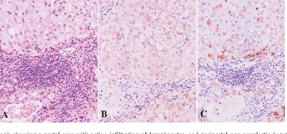 Figure 1 From X Linked Inhibitor Of Apoptosis Xiap And Xiap