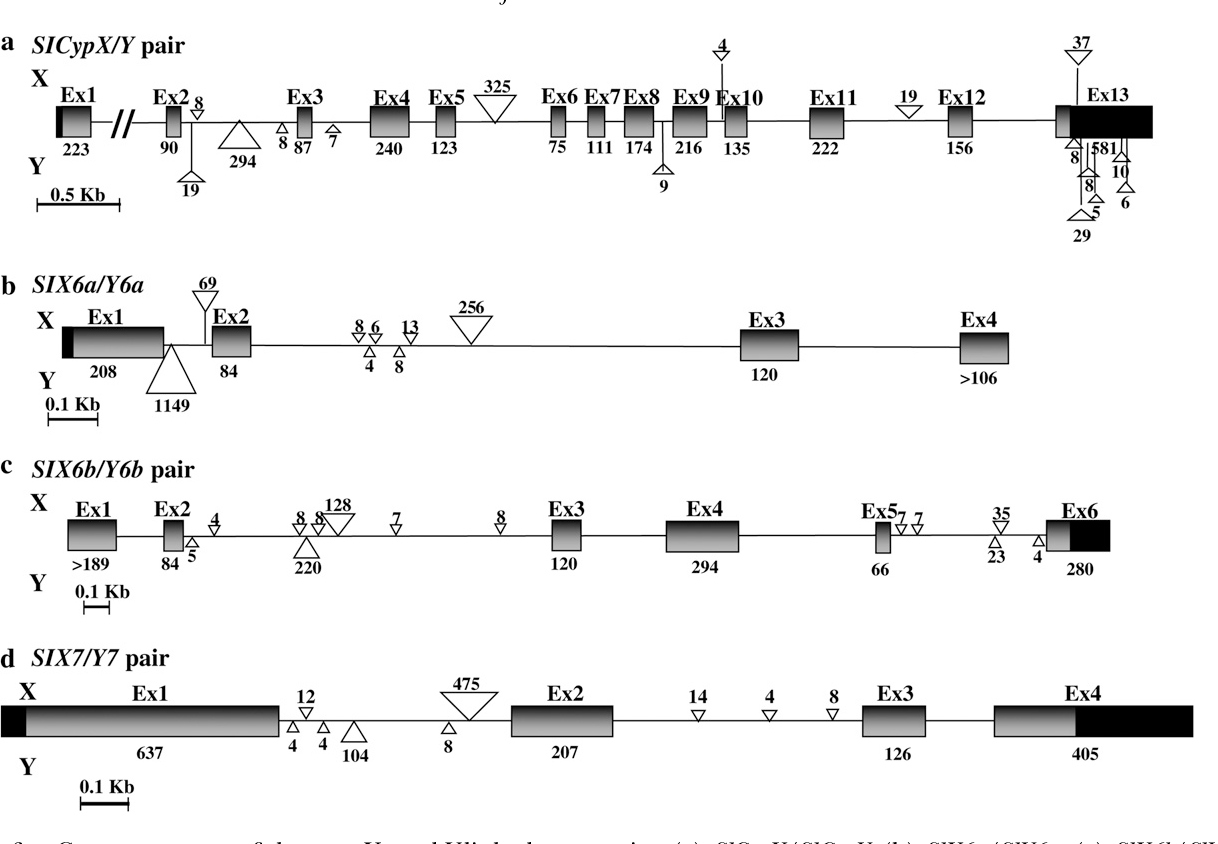 Figure 1 From Edinburgh Research Explorer Evolutionary Strata On The X