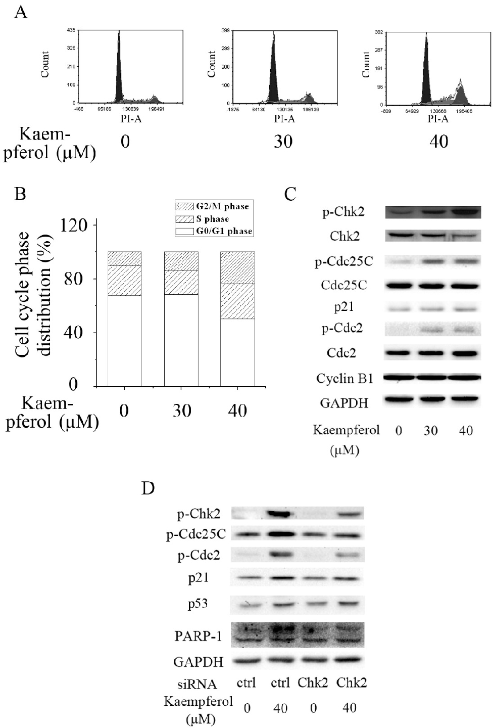 Figure 1 From Kaempferol Induces G2m Cell Cycle Arrest Via Checkpoint