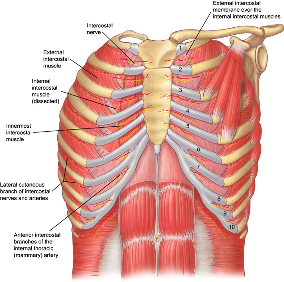 Muscles Of The Chest Abdomen The Anatomy Of The Ribs And The Sternum