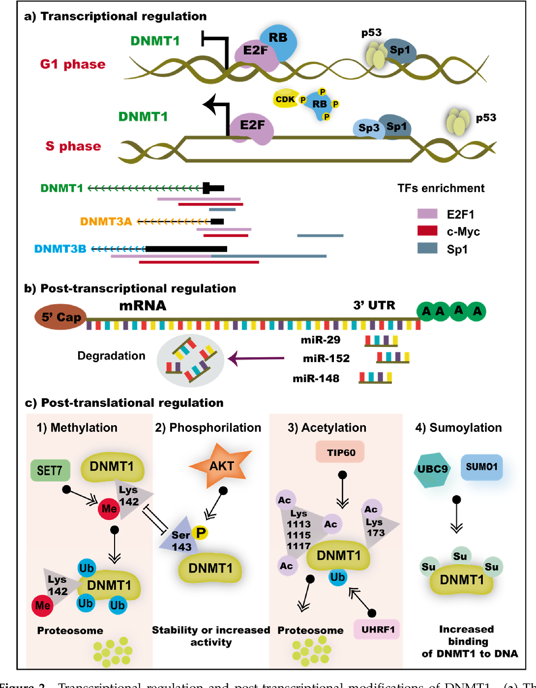 Figure 2 From Dnmts And Impact Of Cpg Content Transcription Factors