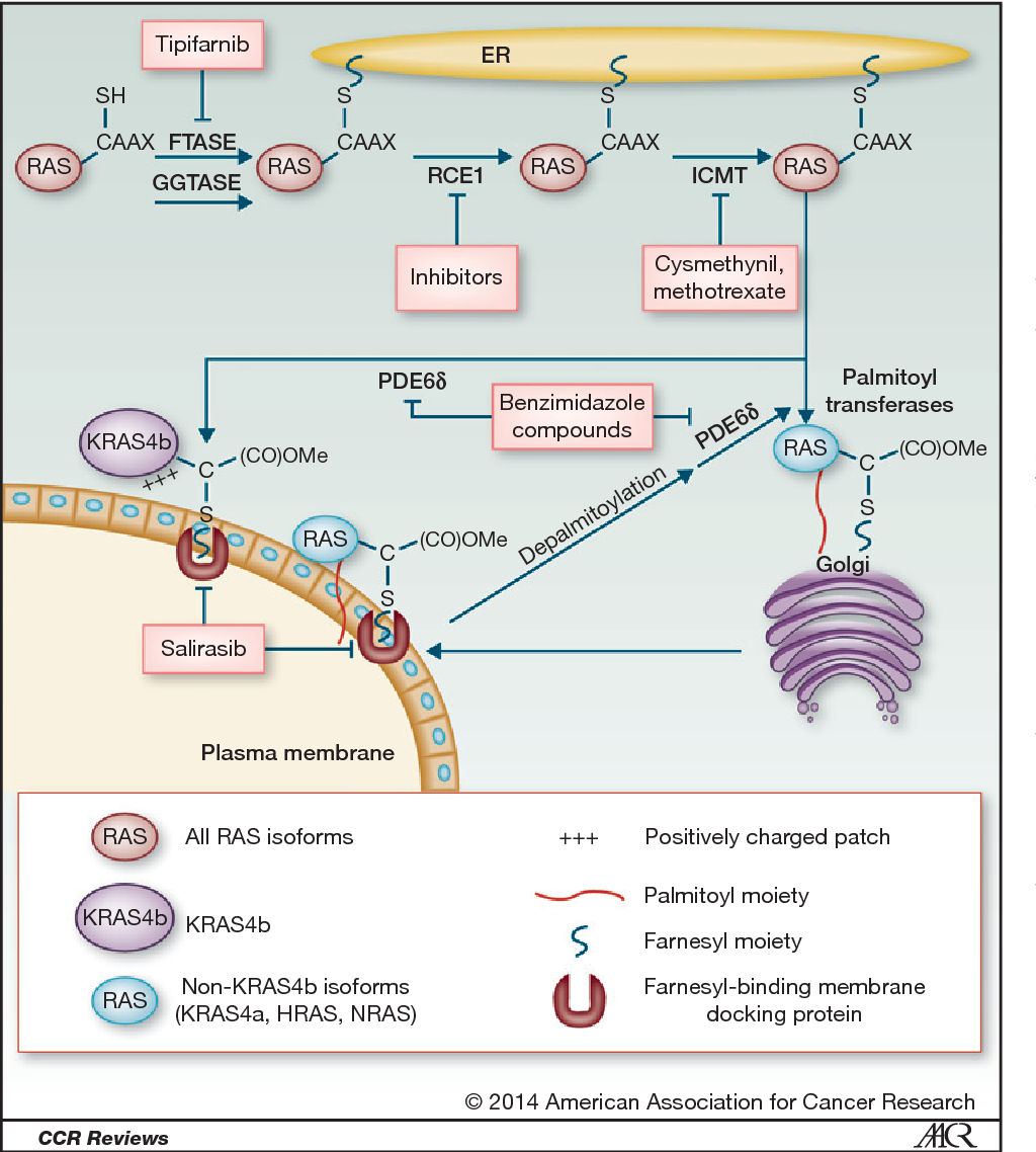 Figure 2 From A Ras Renaissance Emerging Targeted Therapies For Kras