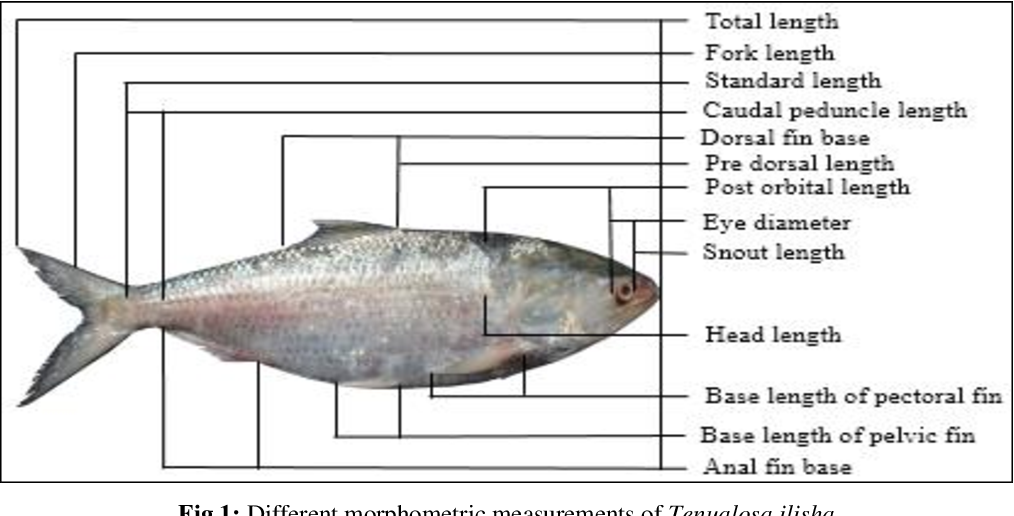 Figure 1 From Morphometric Meristic And Proximate Composition Between