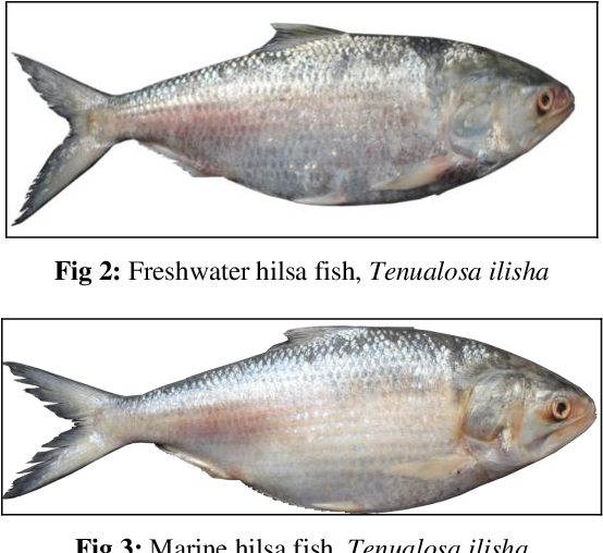 Figure 1 From Morphometric Meristic And Proximate Composition Between