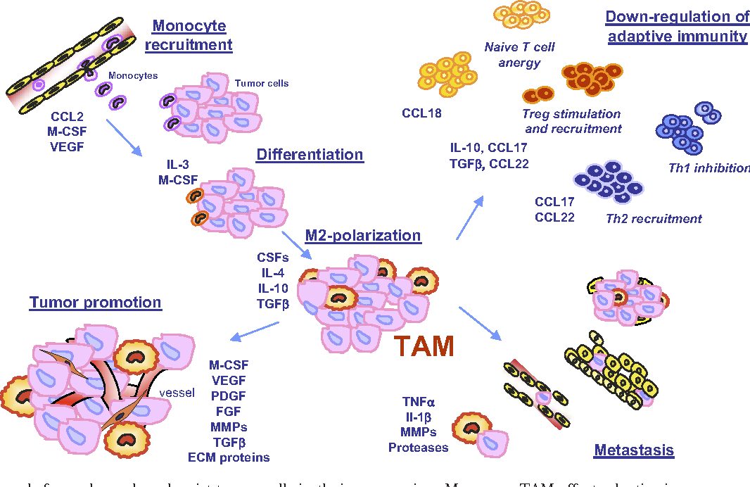 Figure 2 From Tumor Associated Macrophages Tam As Major Players Of