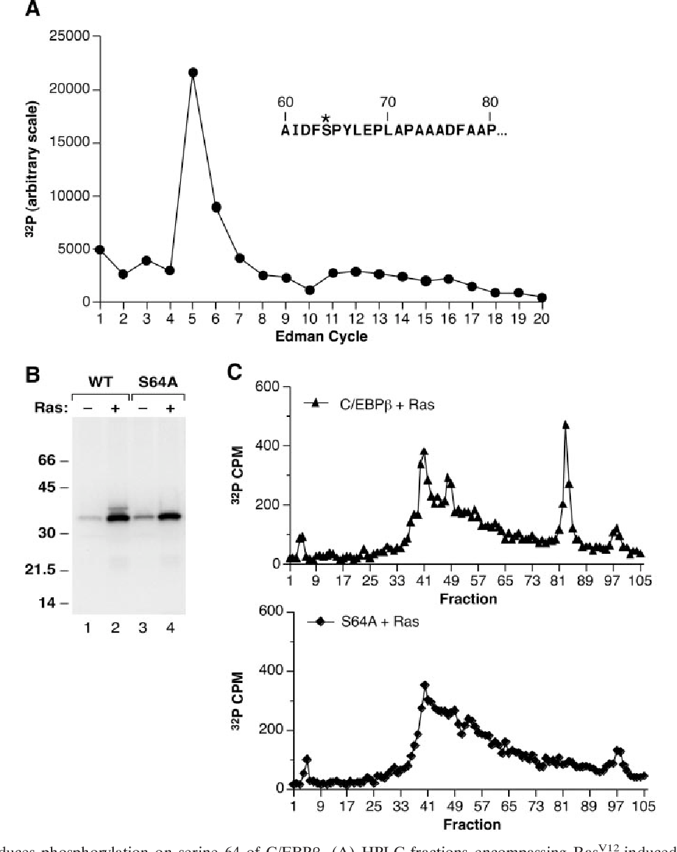 Figure 1 From Cell Cycle Dependent Phosphorylation Of Cebp Cid2