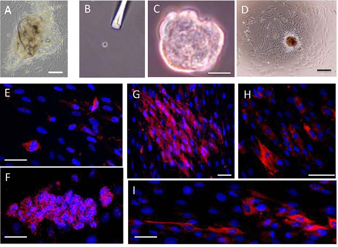 Figure 1 From Muse Cells Provide The Pluripotency Of Mesenchymal Stem