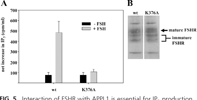 Figure 1 From The Adapter Protein Appl1 Links Fsh Receptor To Inositol