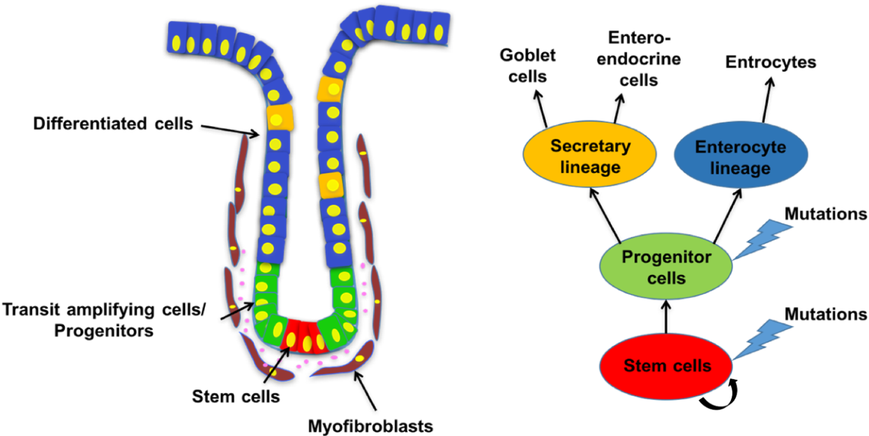 Goblet Cell Differentiation In Human Colorectal Cancer Cell Lines