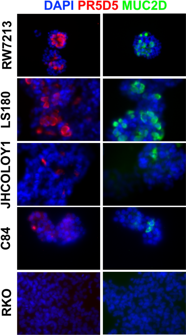 Goblet Cell Differentiation In Human Colorectal Cancer Cell Lines