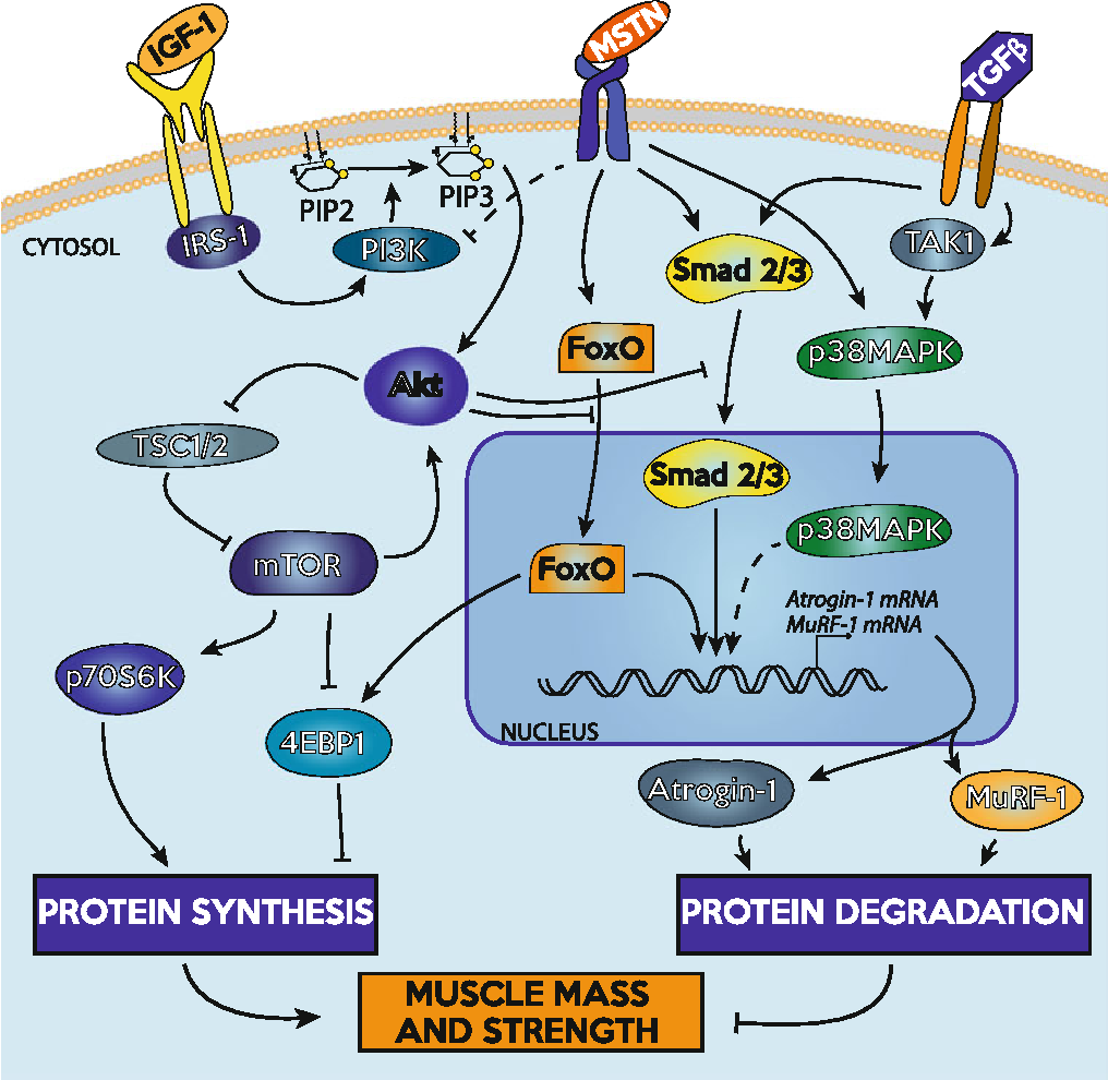 Pdf Atrogin 1 Murf 1 And Sarcopenia Semantic Scholar