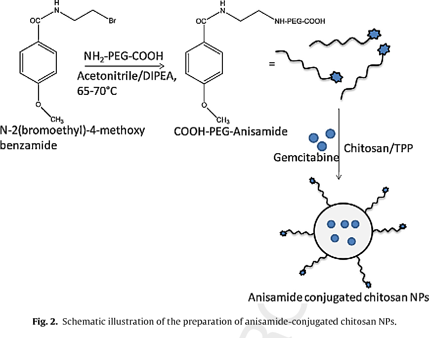 Figure 3 From Chitosan Based Nanoparticles For Tumor Targeted Drug