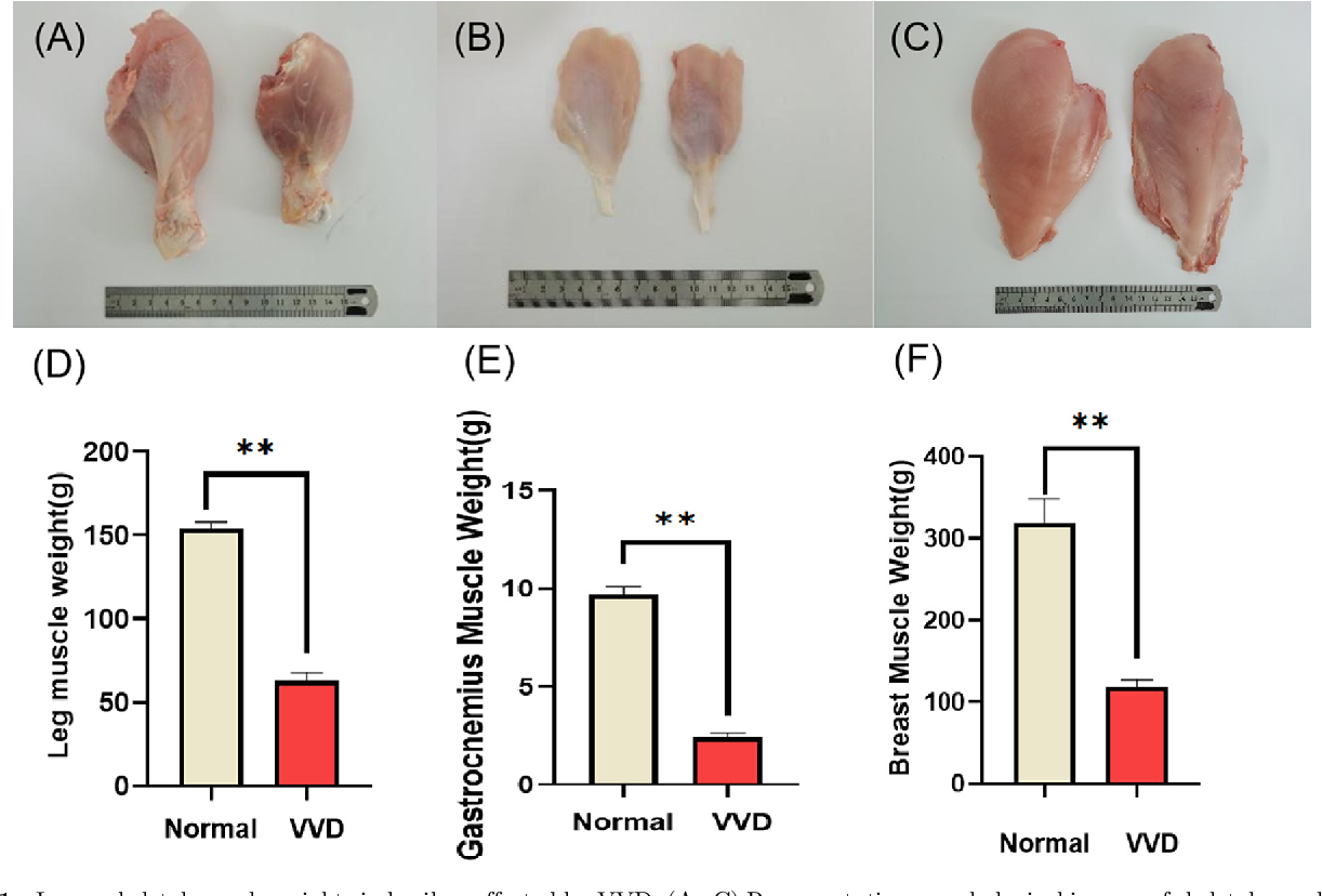 Figure 1 From Carcass Composition Meat Quality Leg Muscle Status And